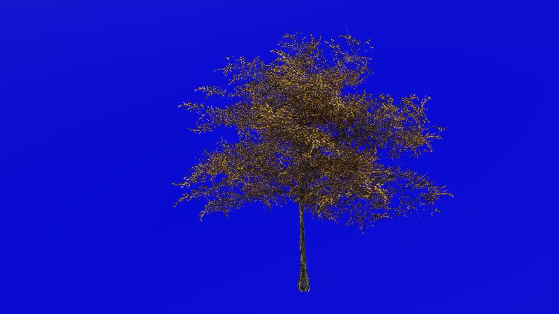 Tree animation loop - japanese maple, fullmoon maple, downy japanese ...