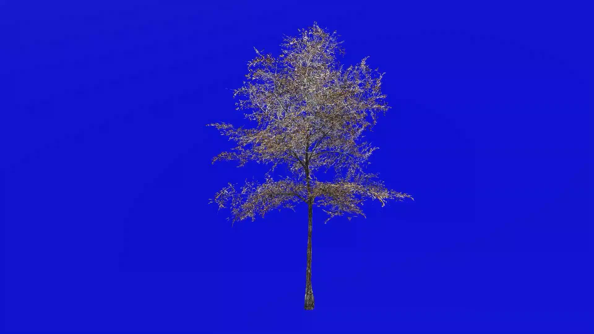Tree animation loop - japanese maple, fullmoon maple, downy japanese ...