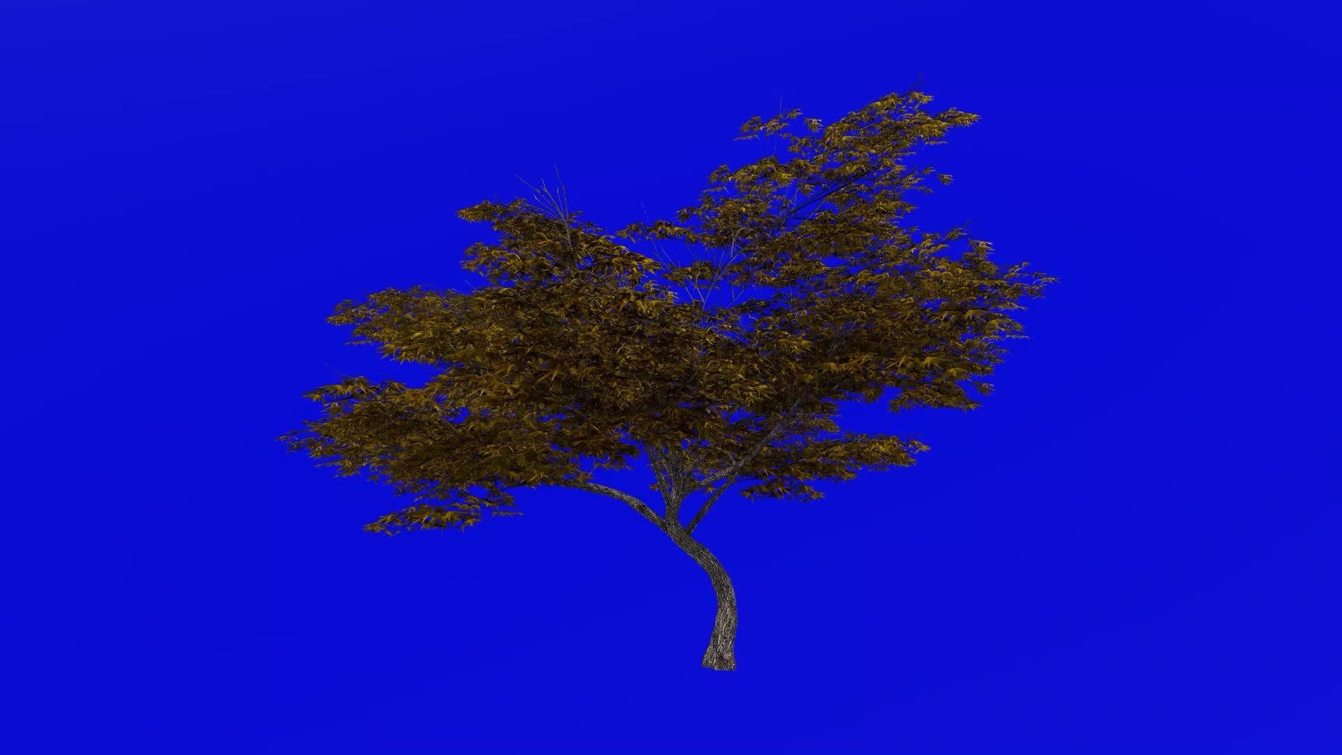 Tree animation loop - japanese maple, fullmoon maple, downy japanese ...
