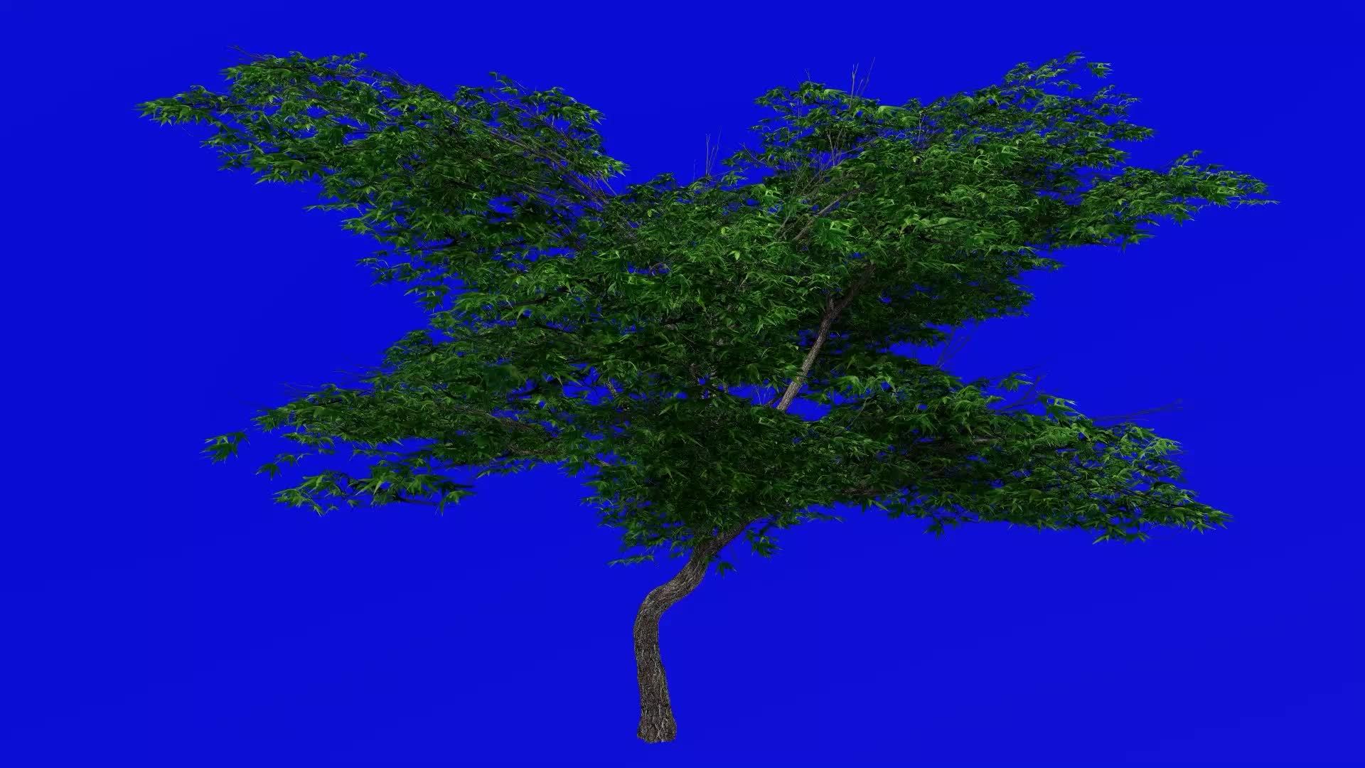 Tree animation loop - japanese maple, fullmoon maple, downy japanese ...