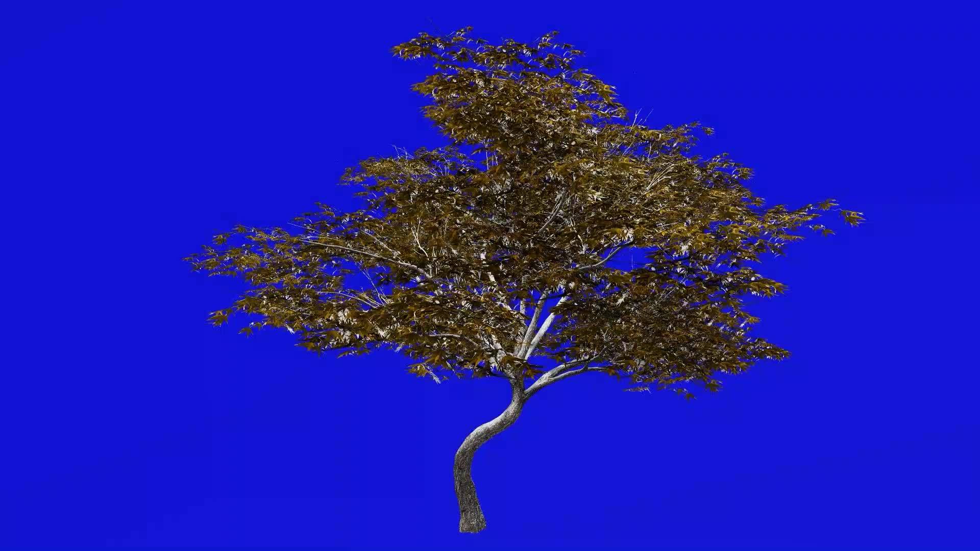 Tree animation loop - japanese maple, fullmoon maple, downy japanese ...