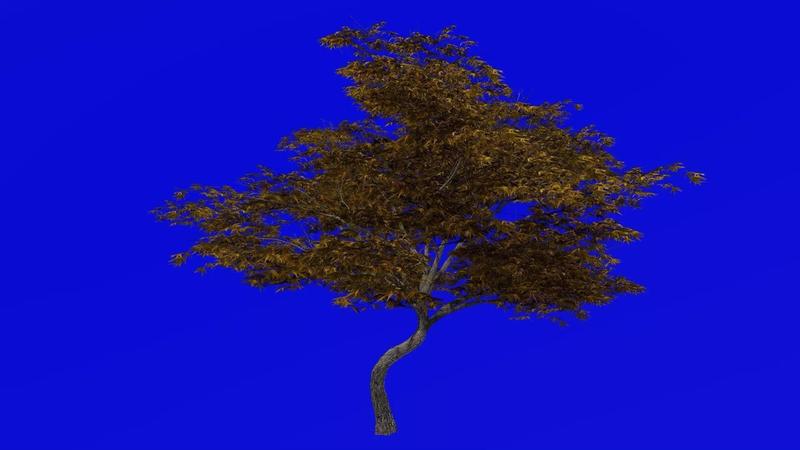 Tree animation loop - japanese maple, fullmoon maple, downy japanese ...