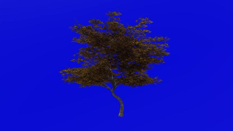 árbol animación lazo - japonés arce, Luna llena arce, velloso japonés ...