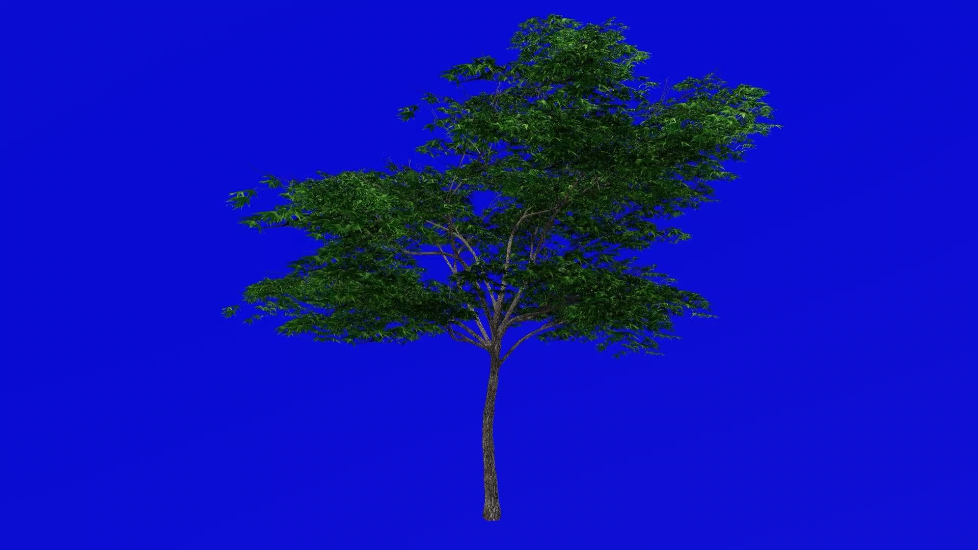 Tree animation loop - japanese maple, fullmoon maple, downy japanese ...