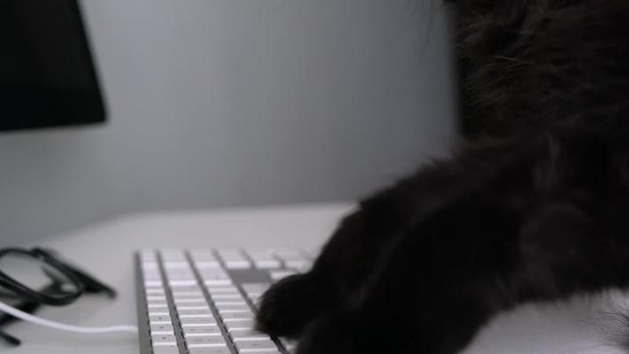 Cat Typing Stock Video Footage for Free Download