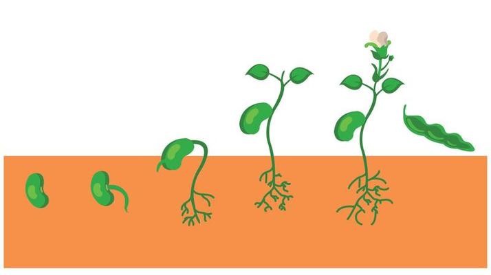Plant Growth Vector Art Icons And Graphics For Free Download