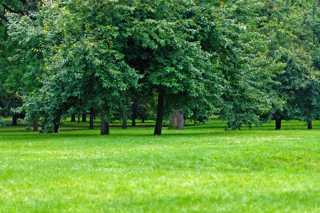Grass And Trees Background Stock Photos, Images and Backgrounds for ...