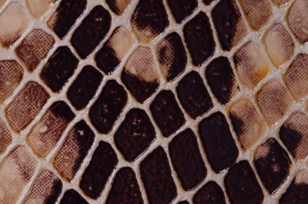 Snake Print Pattern Stock Photos, Images and Backgrounds for Free Download