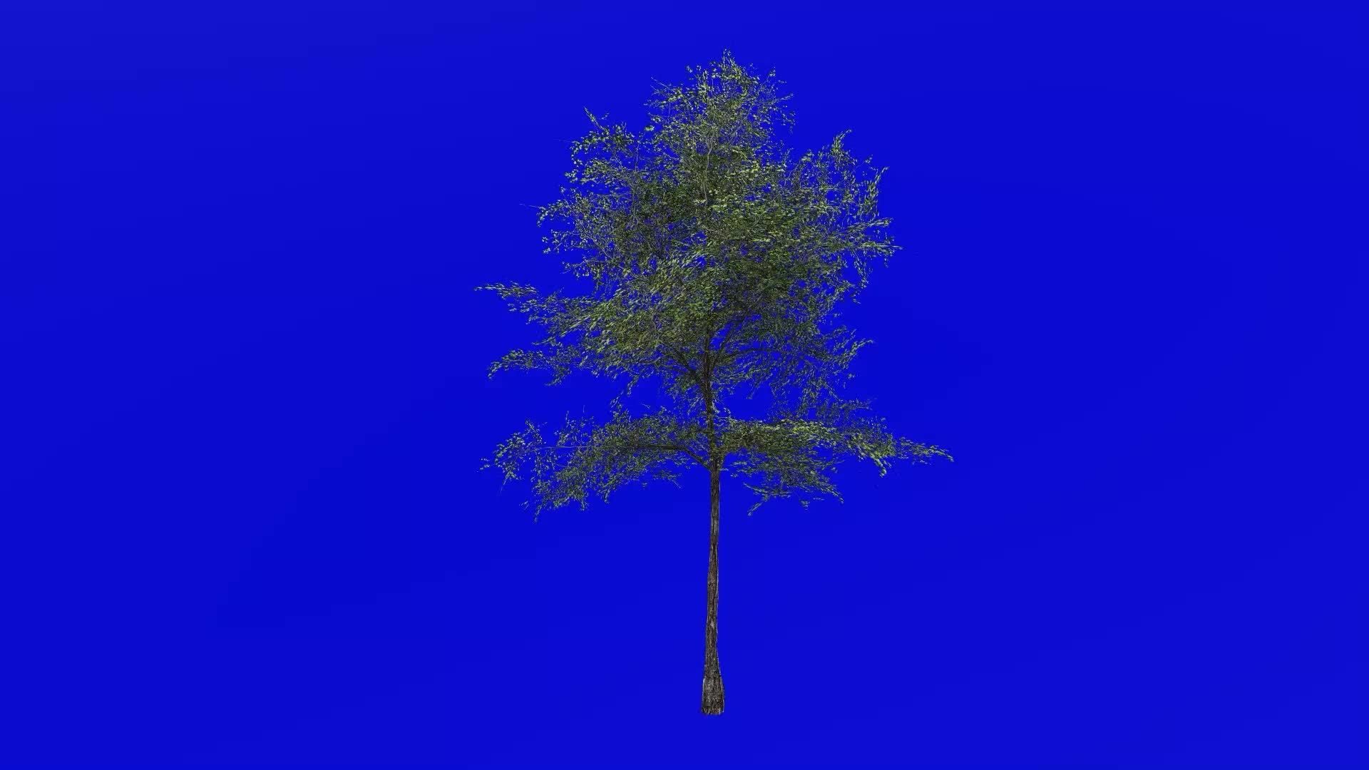 Tree animation loop - japanese maple, fullmoon maple, downy japanese ...