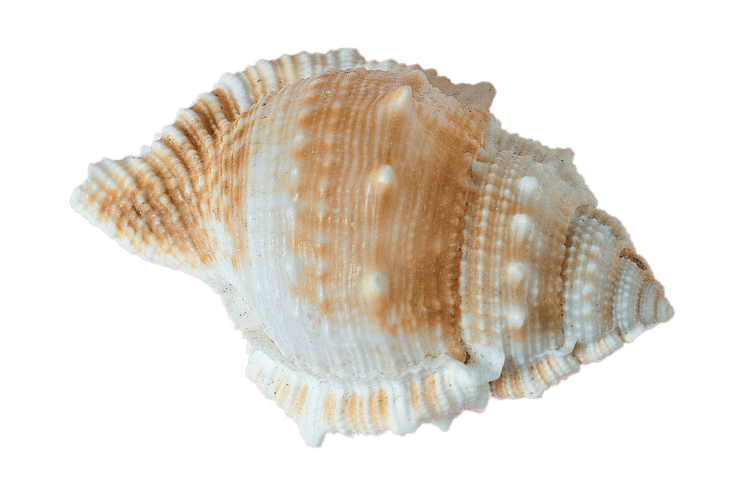 Sea Shell PNGs for Free Download