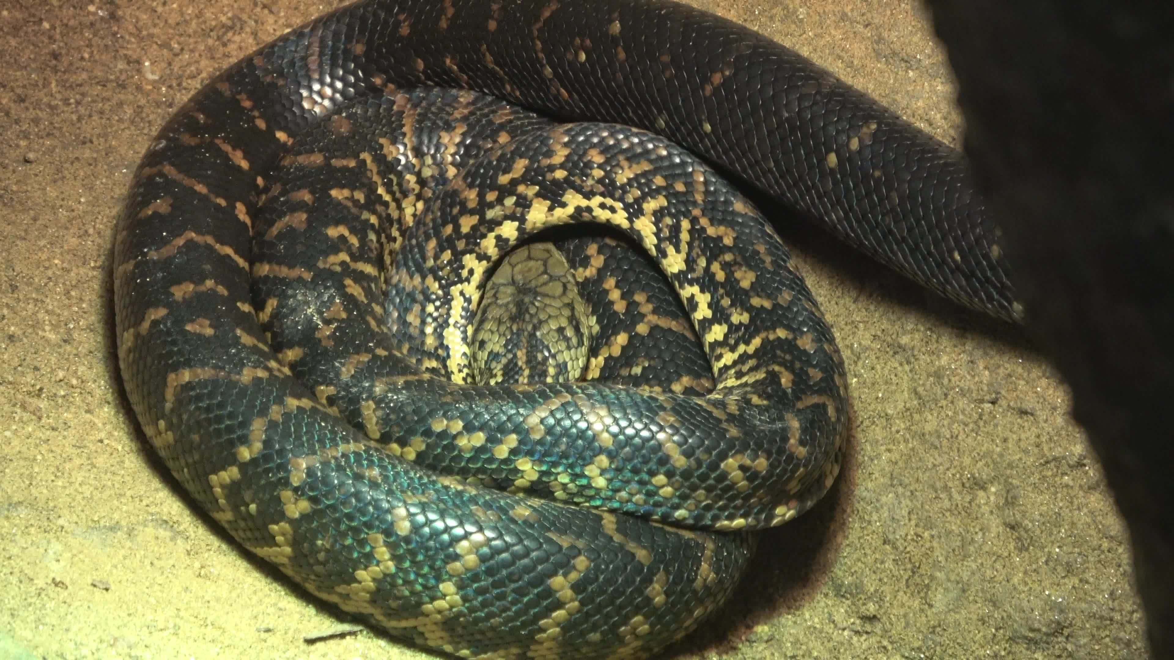 A selective focus shot of a Chilabothrus angulifer snake. Cuban boa ...
