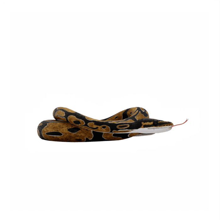 Python PNG pour téléchargement gratuit