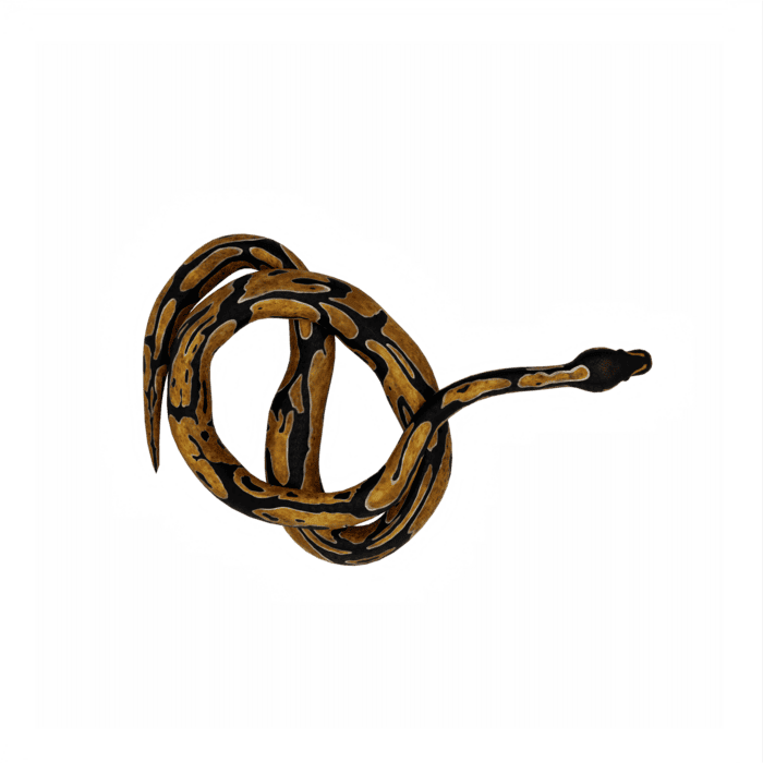 Snake PNGs for Free Download