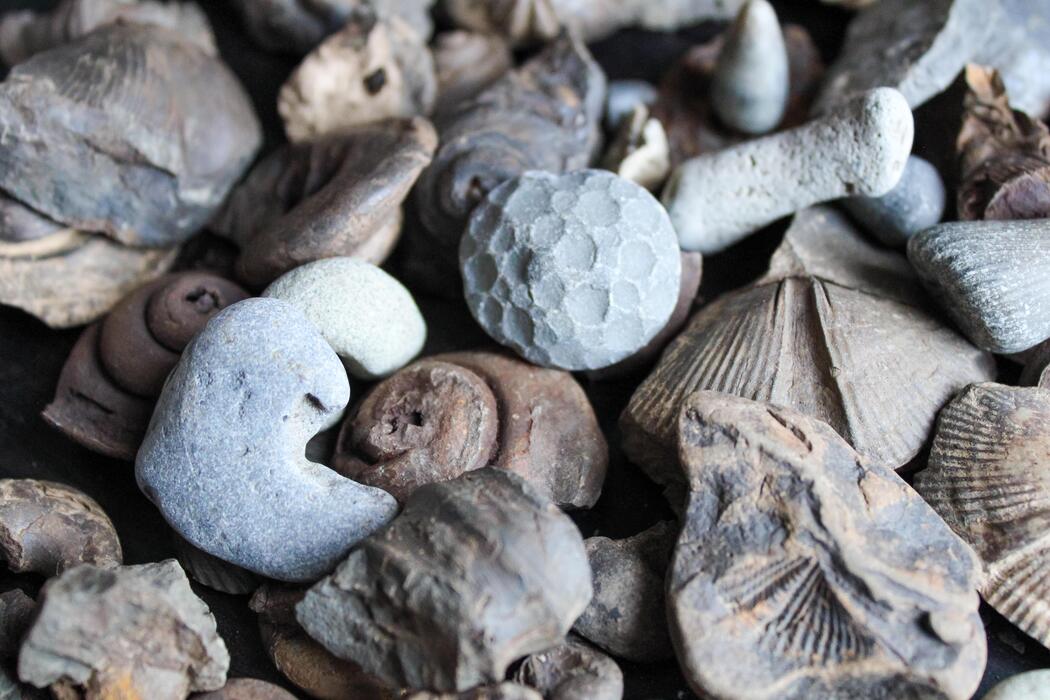 Fossils Stock Photos, Images and Backgrounds for Free Download