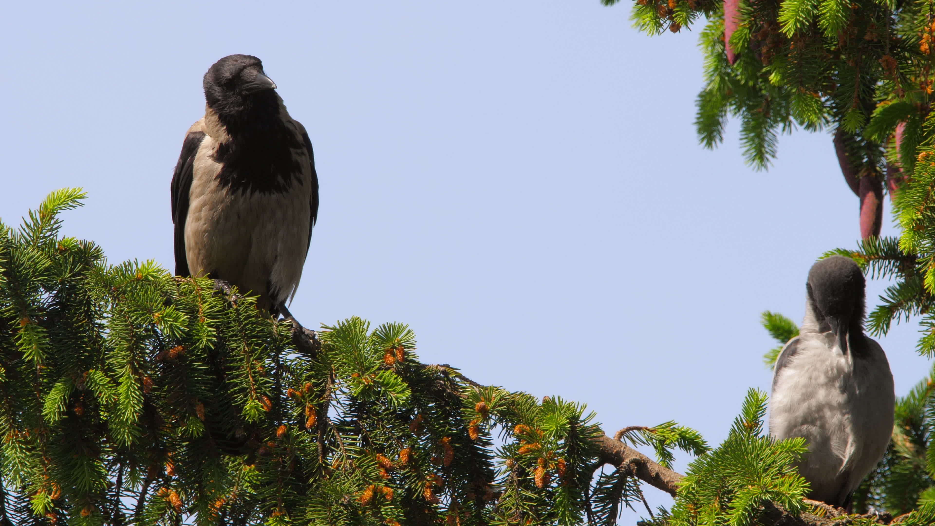 Two Young Crows Sit On A Coniferous Branch And Clean Their Feathers