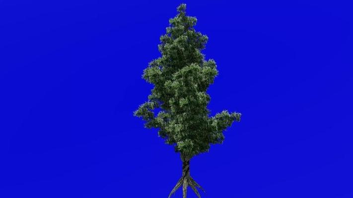 Growing Tree Animation Stock Video Footage for Free Download