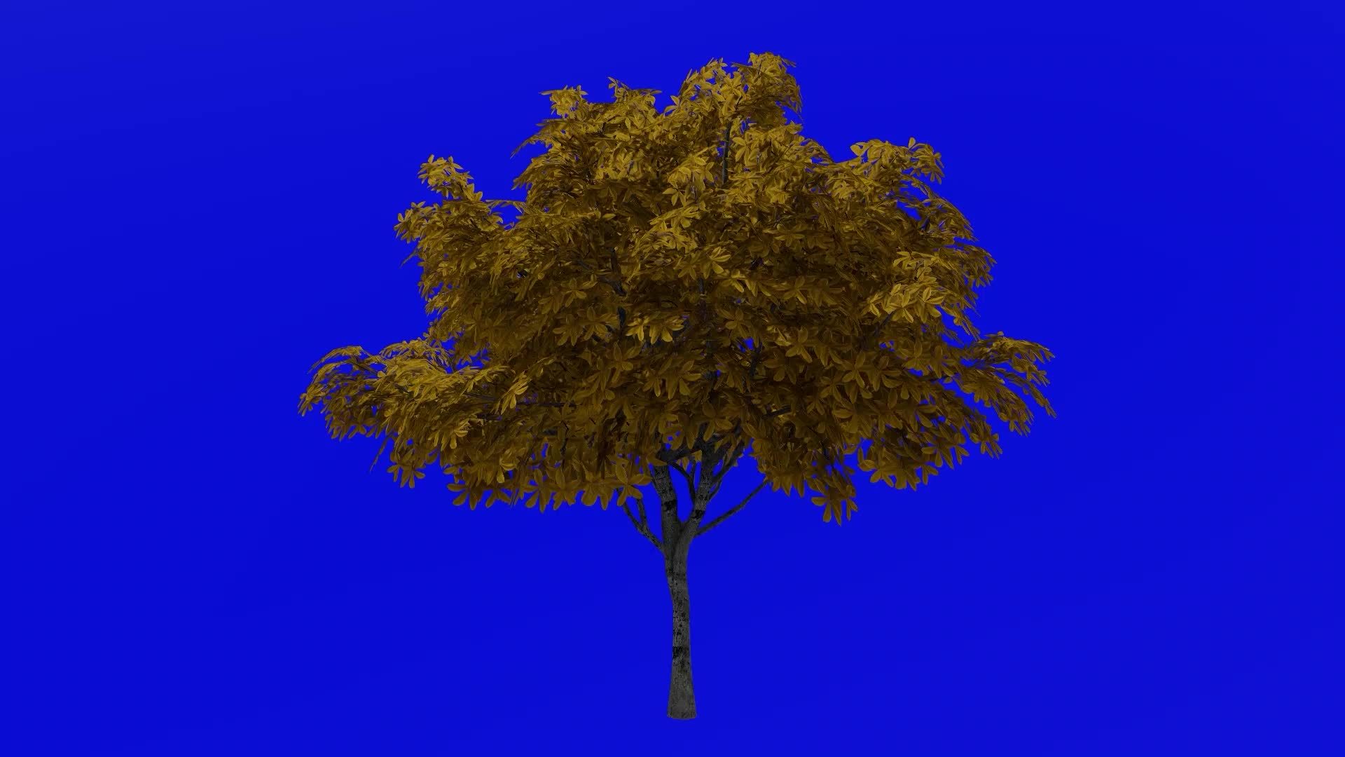 Tree fruit plants animation - sweet osmanthus, sweet olive, tea olive ...