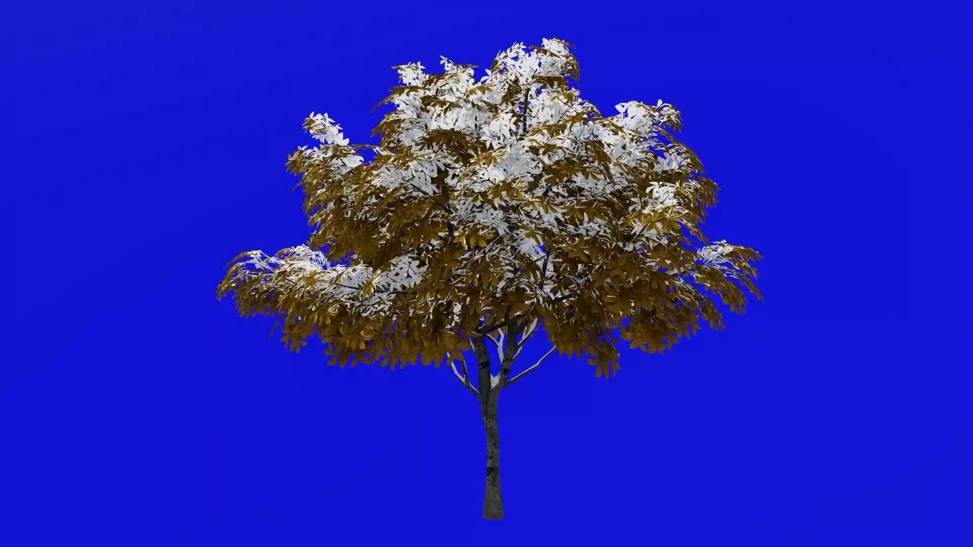 Tree fruit plants animation - sweet osmanthus, sweet olive, tea olive ...