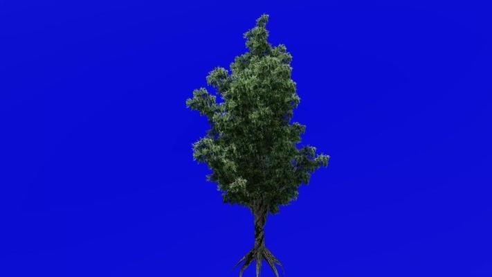 Growing Tree Animation Stock Video Footage for Free Download