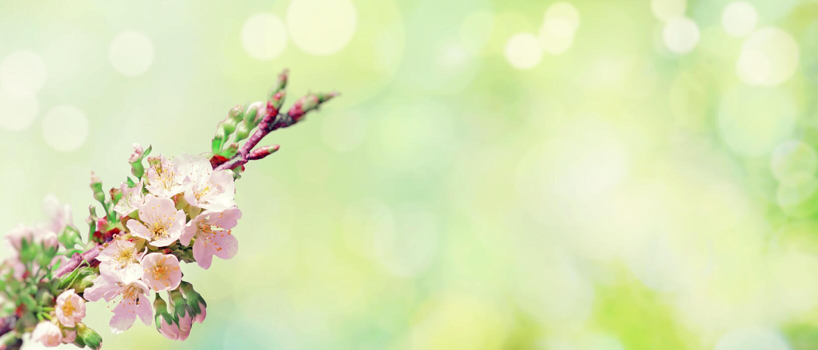 Spring Nature Background Stock Photos, Images and Backgrounds for Free ...