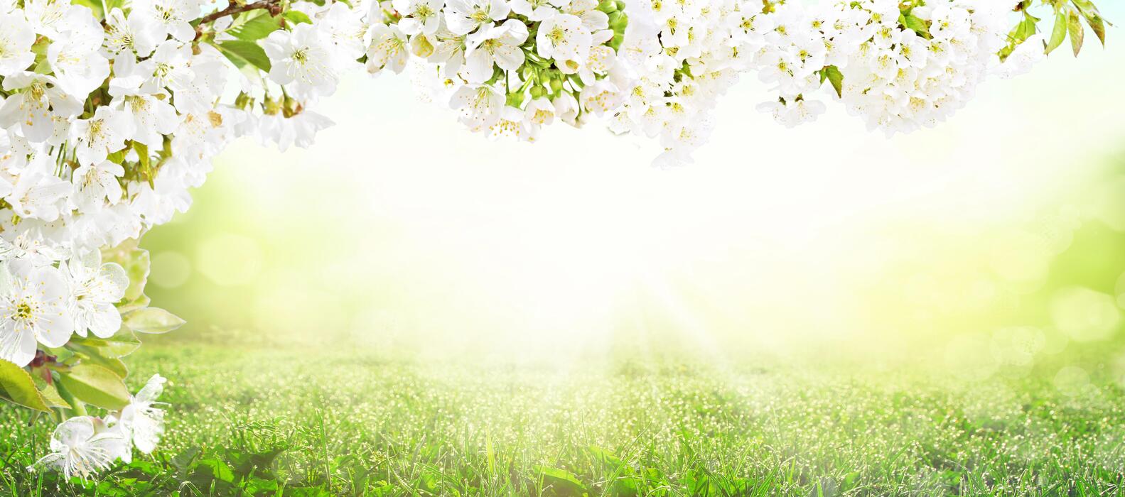 Nature Spring Background Stock Photos, Images and Backgrounds for Free ...