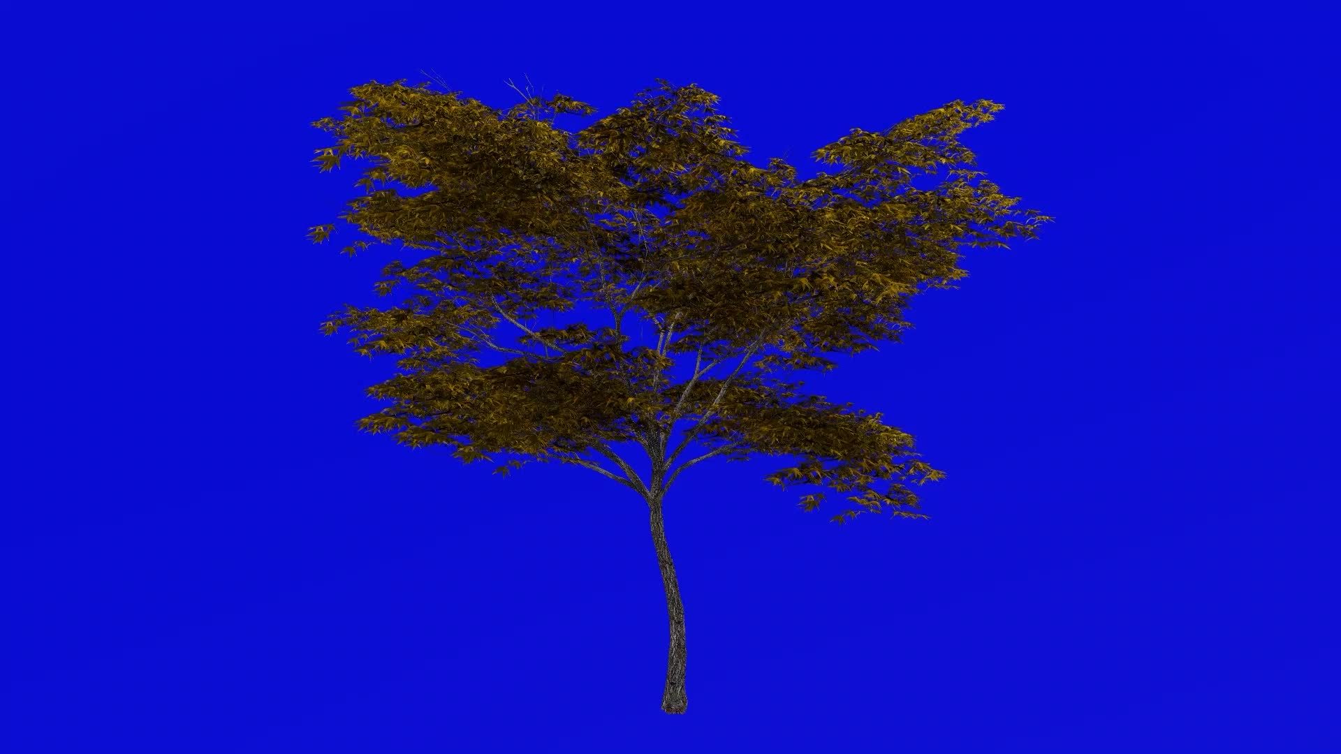 Tree animation loop - japanese maple, fullmoon maple, downy japanese ...