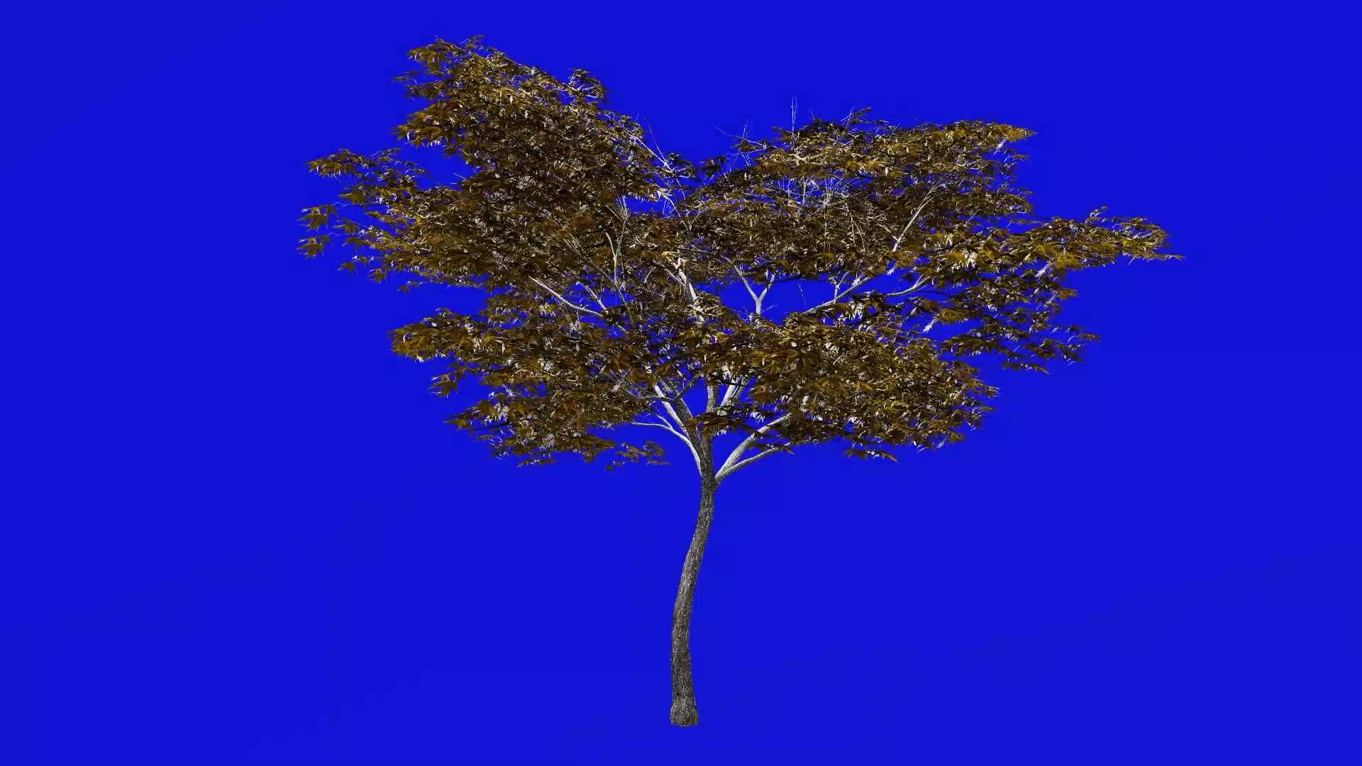 Tree animation loop - japanese maple, fullmoon maple, downy japanese ...