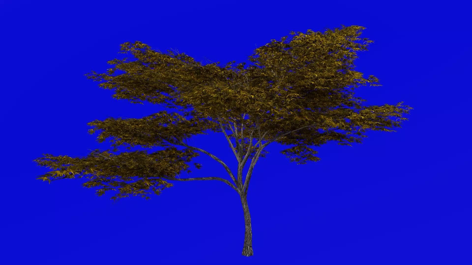 Tree animation loop - japanese maple, fullmoon maple, downy japanese ...