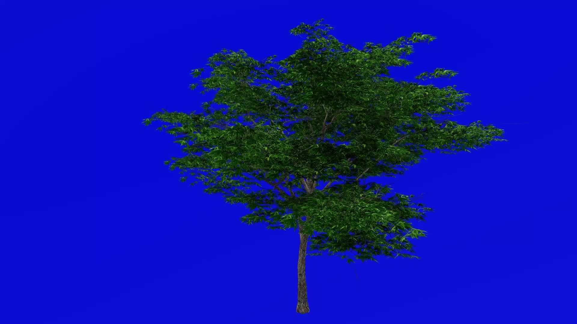 Tree animation loop - japanese maple, fullmoon maple, downy japanese ...