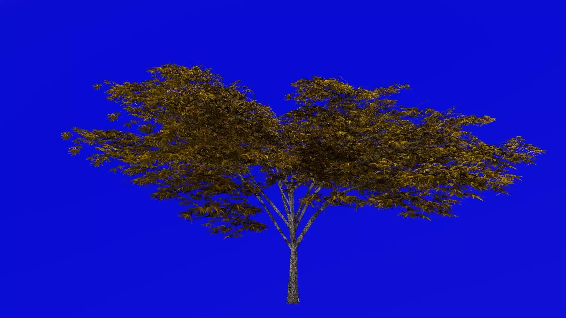 Tree animation loop - japanese maple, fullmoon maple, downy japanese ...