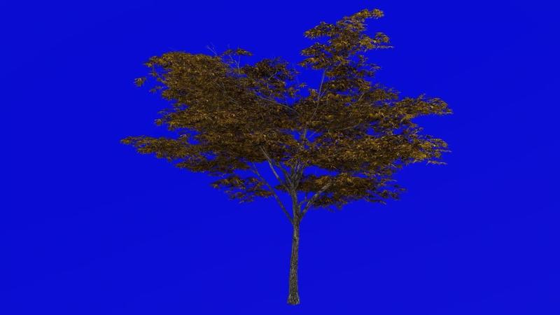 Tree animation loop - japanese maple, fullmoon maple, downy japanese ...