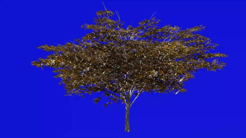Tree animation loop - japanese maple, fullmoon maple, downy japanese ...