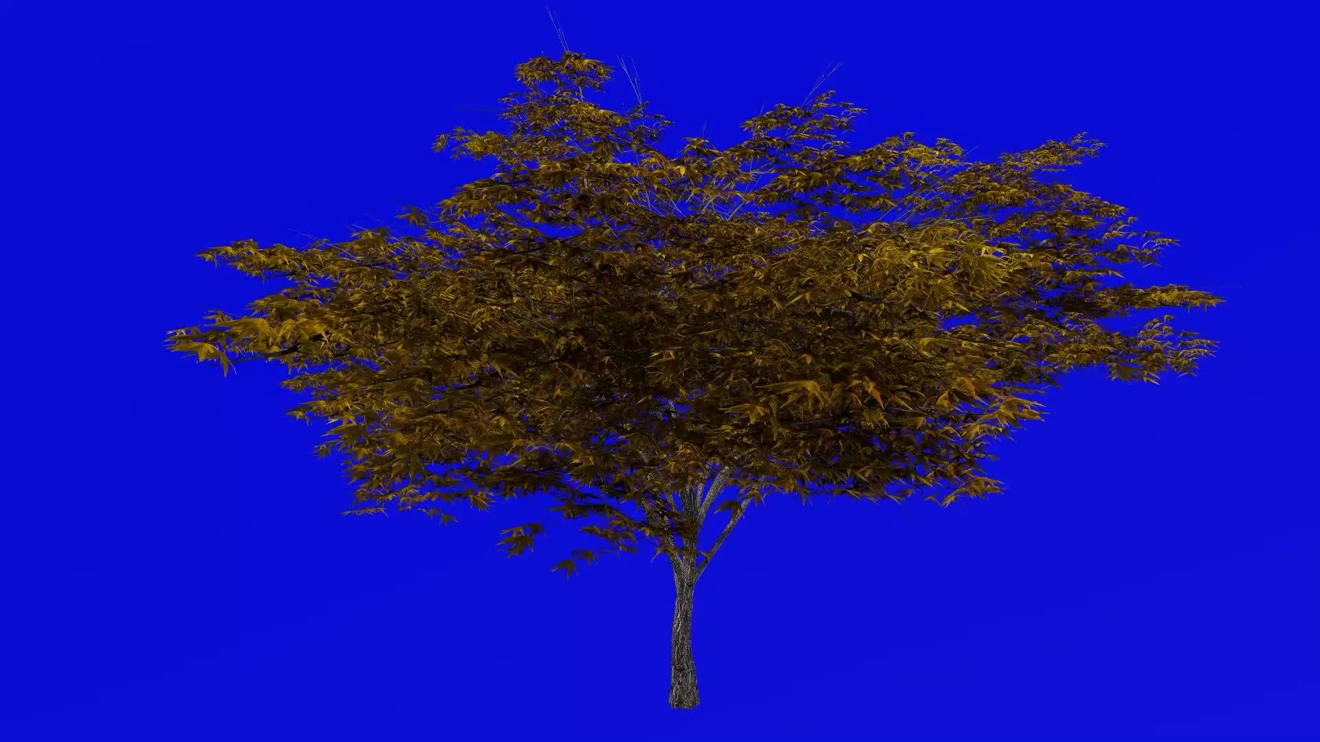 Tree animation loop - japanese maple, fullmoon maple, downy japanese ...