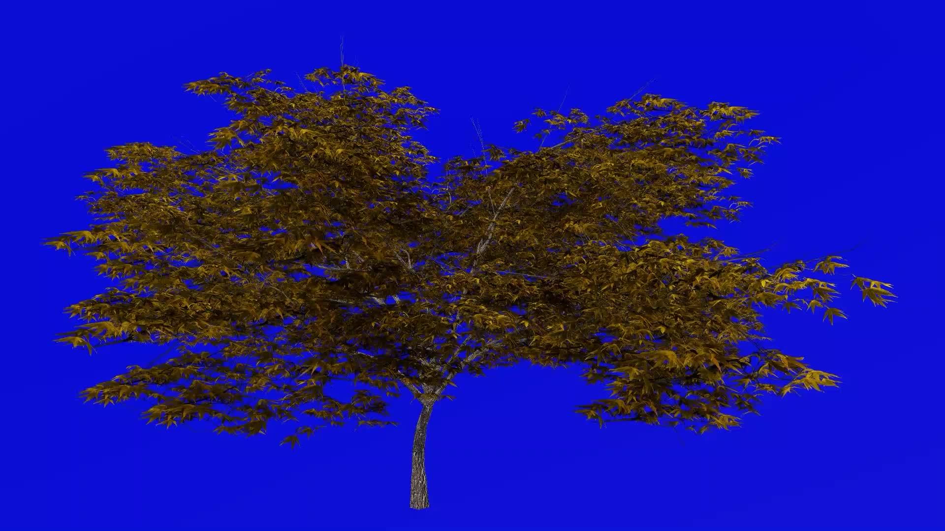 Tree animation loop - japanese maple, fullmoon maple, downy japanese ...