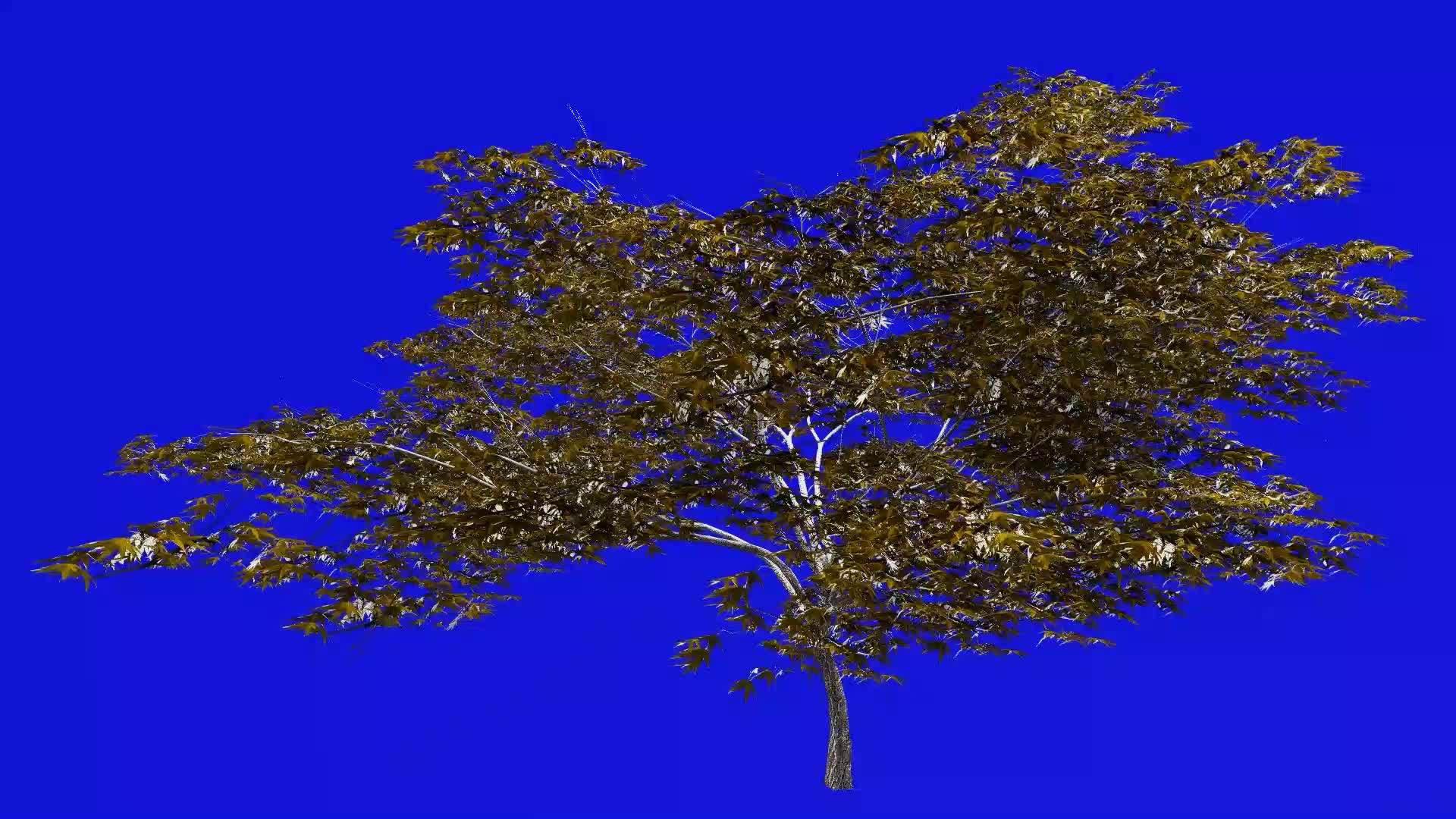 Tree animation loop - japanese maple, fullmoon maple, downy japanese ...