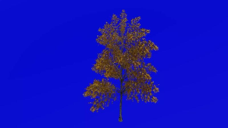Tree animation loop - japanese maple, fullmoon maple, downy japanese ...