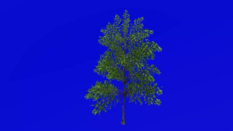 Tree animation loop - japanese maple, fullmoon maple, downy japanese ...