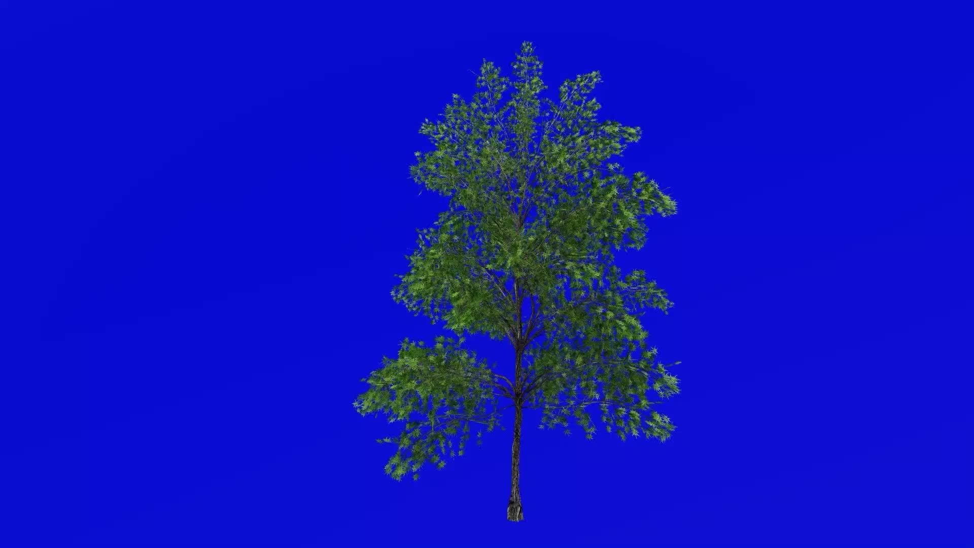 Tree animation loop - japanese maple, fullmoon maple, downy japanese ...