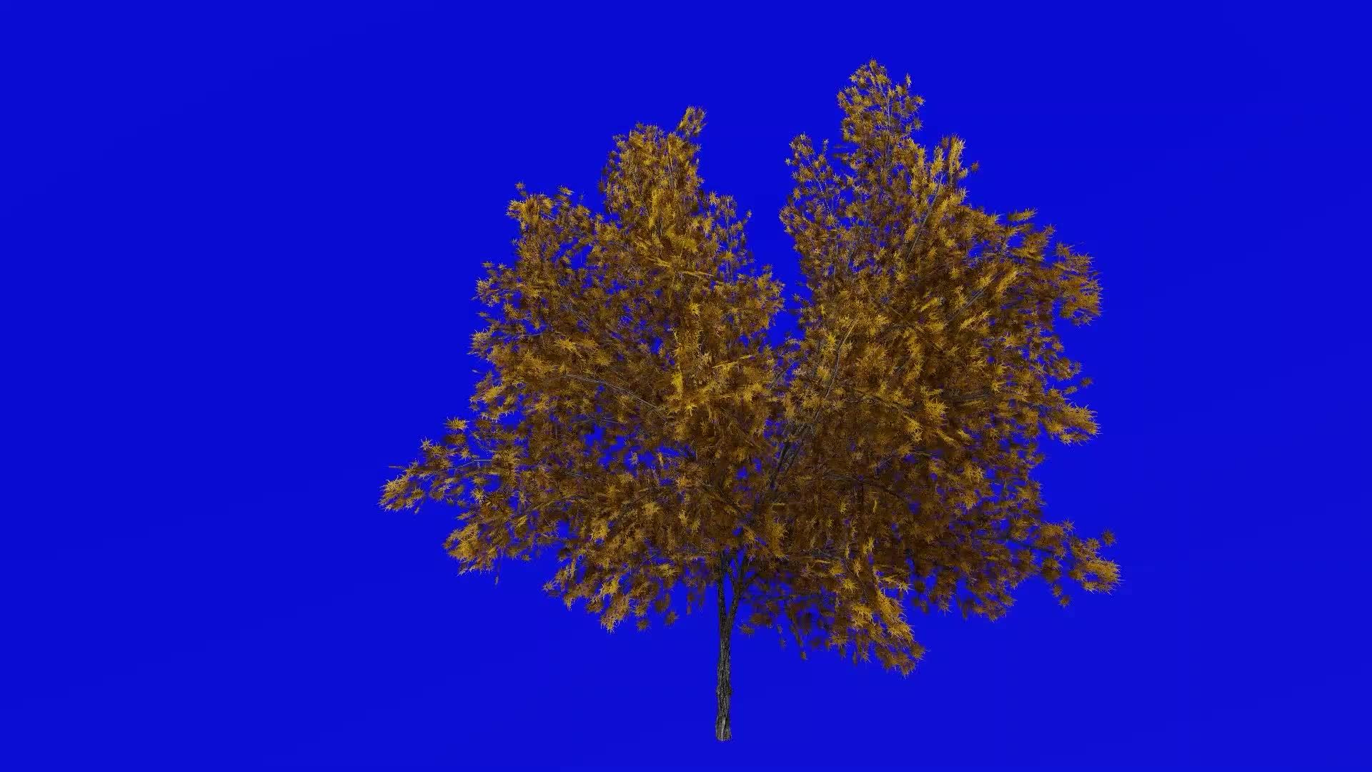 Tree animation loop - japanese maple, fullmoon maple, downy japanese ...