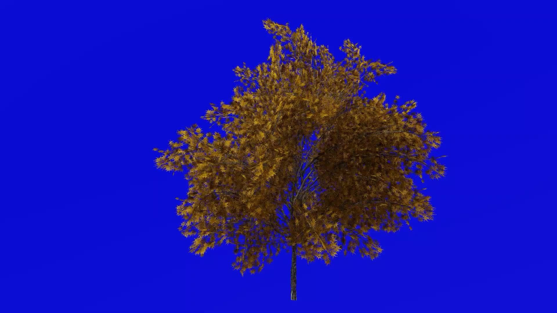 Tree animation loop - japanese maple, fullmoon maple, downy japanese ...
