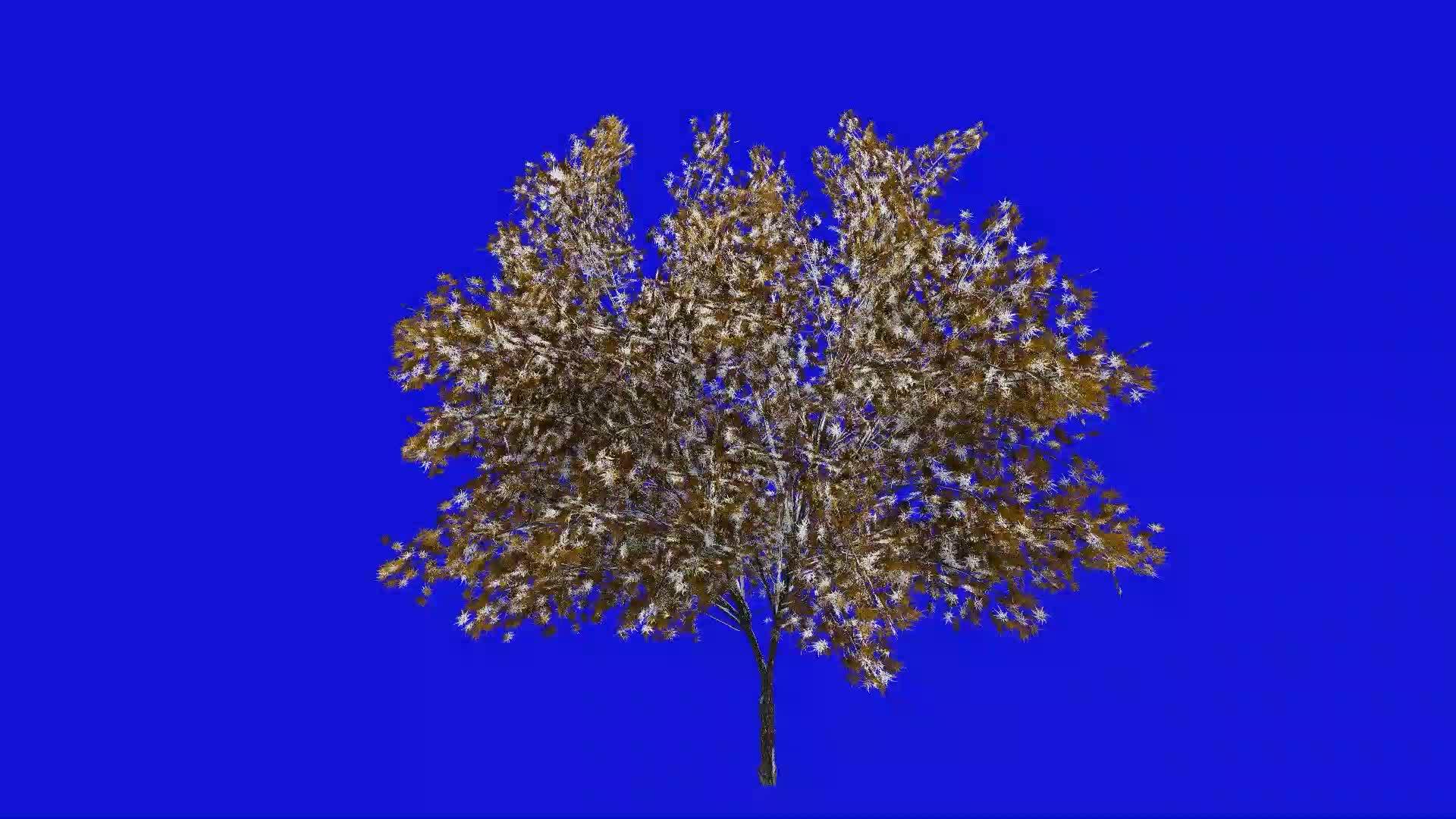 Tree animation loop - japanese maple, fullmoon maple, downy japanese ...