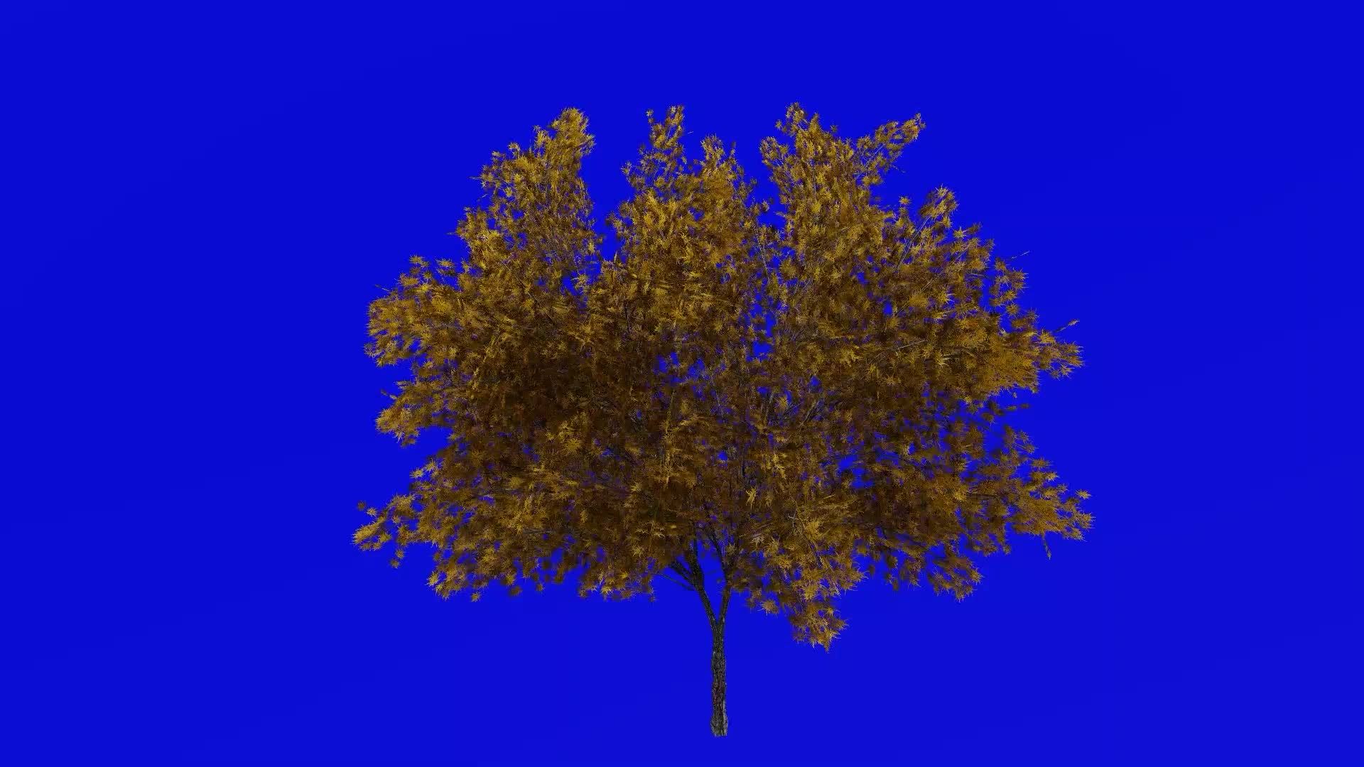 Tree animation loop - japanese maple, fullmoon maple, downy japanese ...