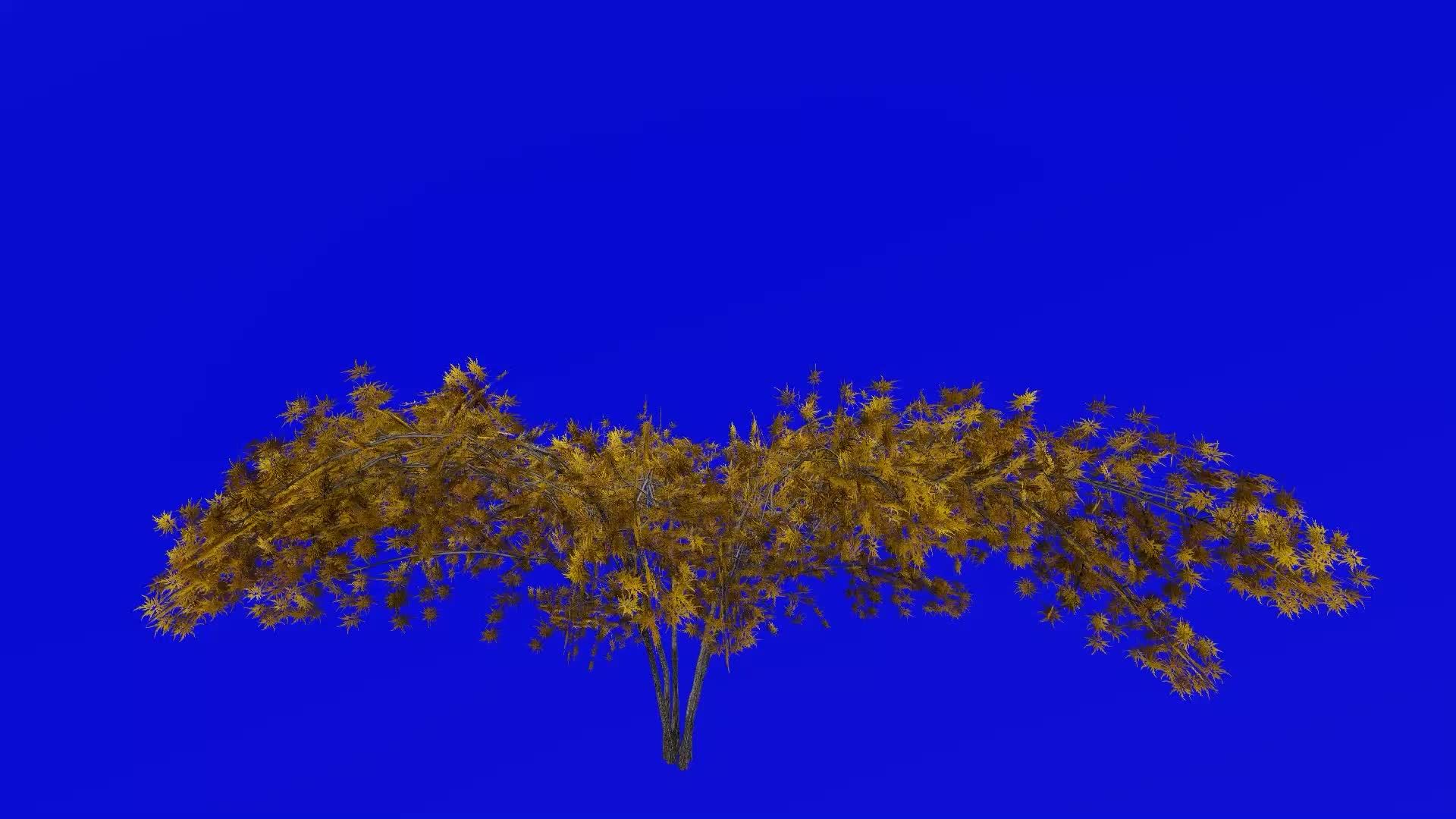 Tree animation loop - japanese maple, fullmoon maple, downy japanese ...