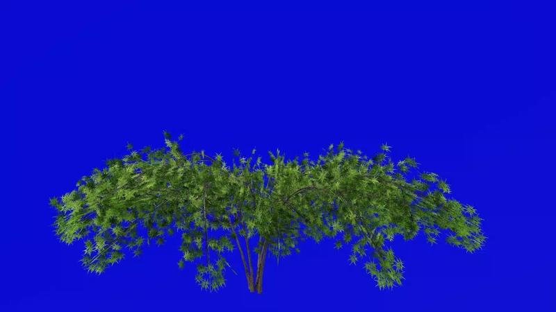 Tree animation loop - japanese maple, fullmoon maple, downy japanese ...