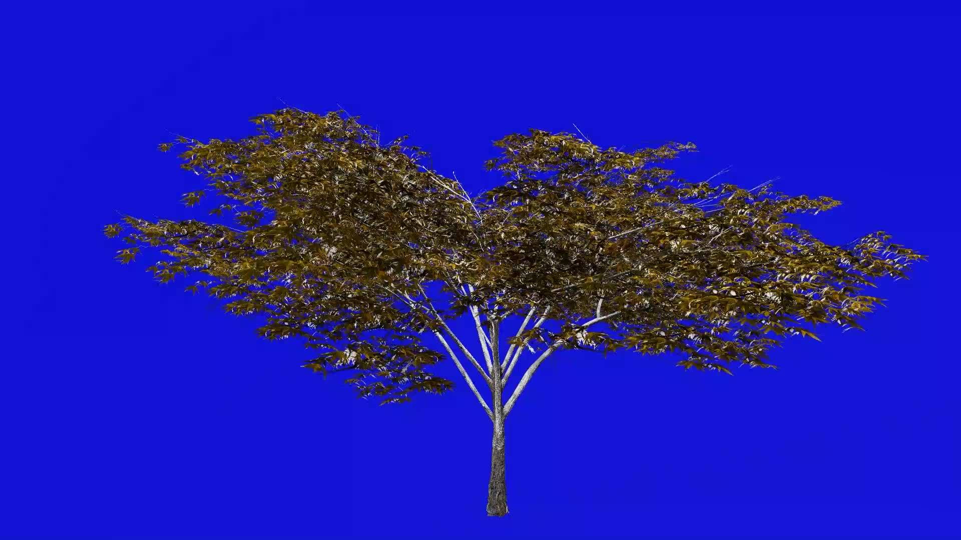 Tree animation loop - japanese maple, fullmoon maple, downy japanese ...