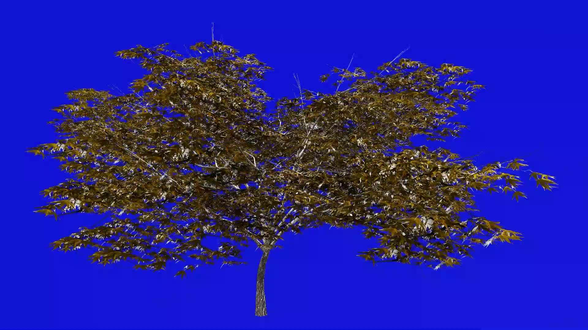 Tree animation loop - japanese maple, fullmoon maple, downy japanese ...