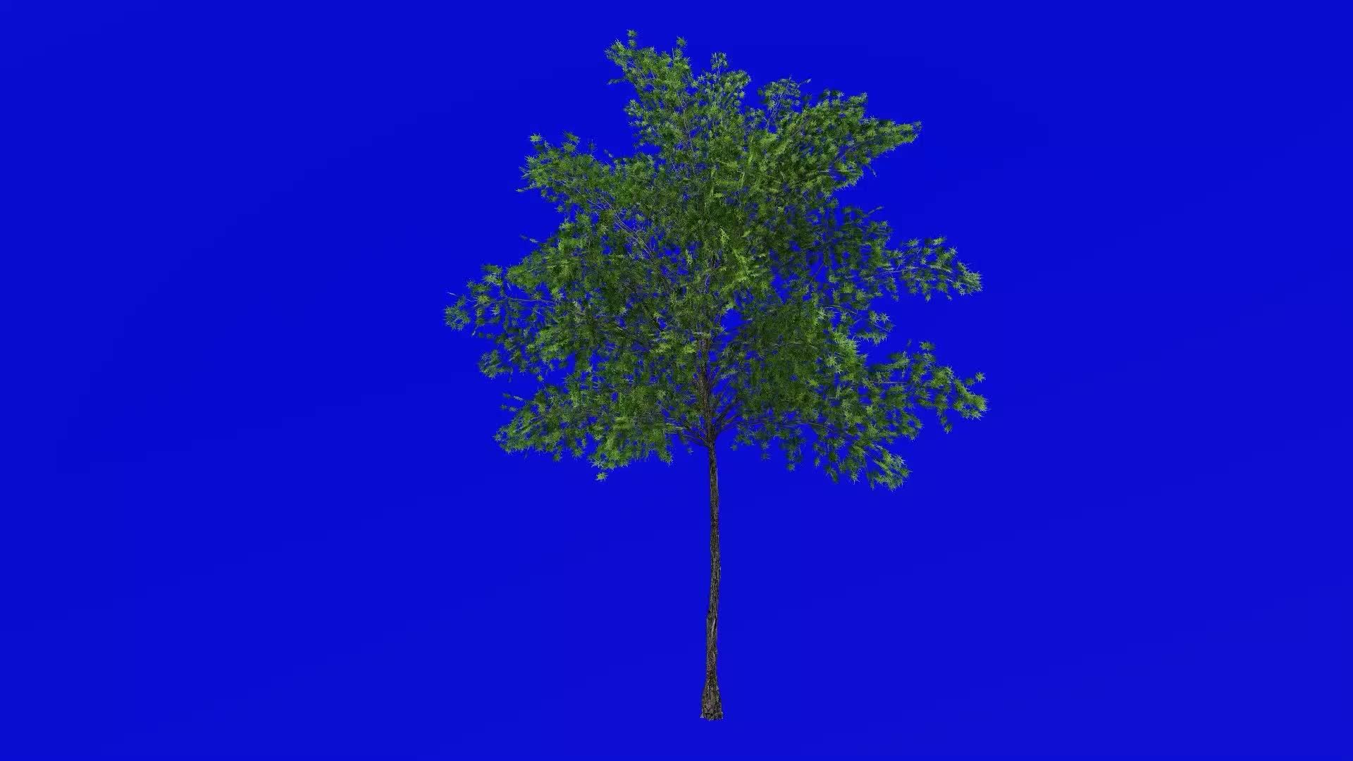 Tree animation loop - japanese maple, fullmoon maple, downy japanese ...