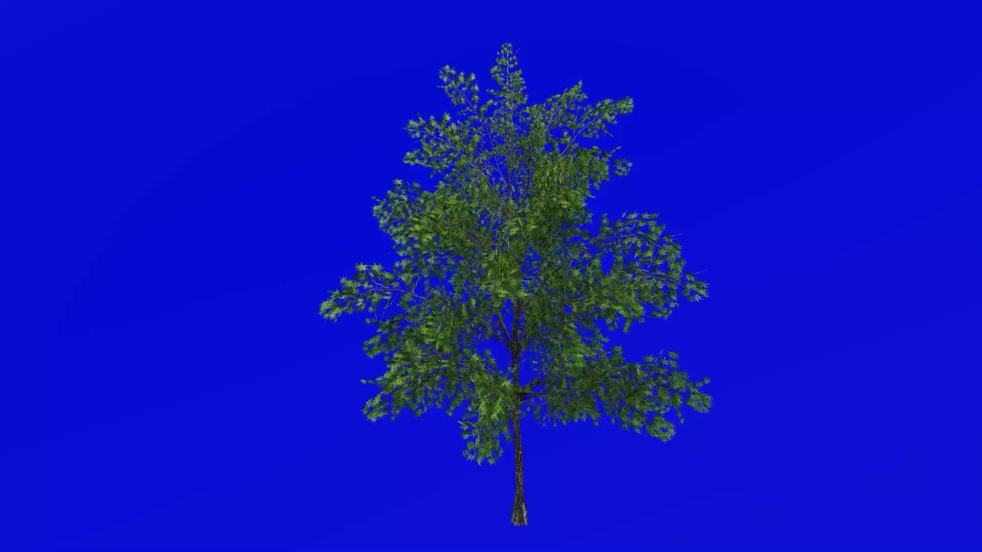 Tree animation loop - japanese maple, fullmoon maple, downy japanese ...