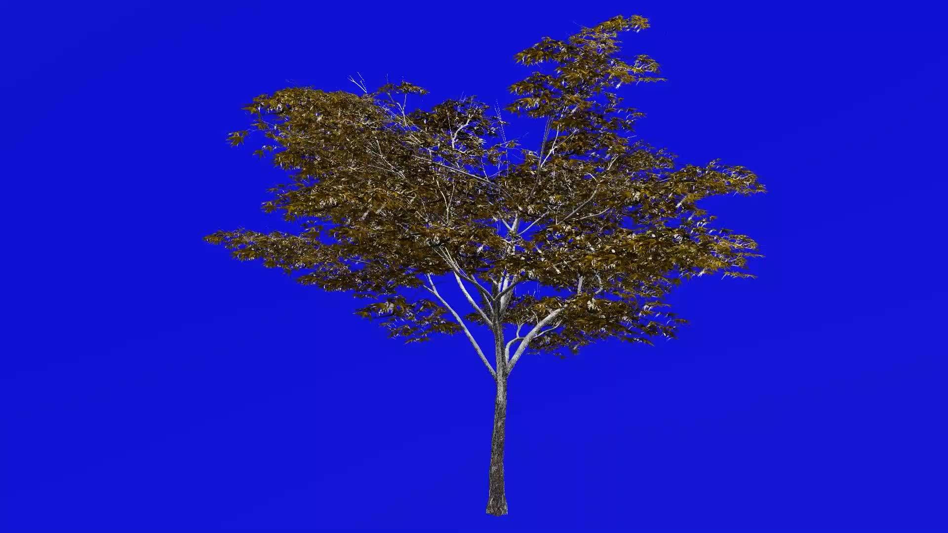 Tree animation loop - japanese maple, fullmoon maple, downy japanese ...