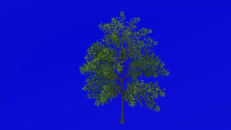 Tree animation loop - japanese maple, fullmoon maple, downy japanese ...
